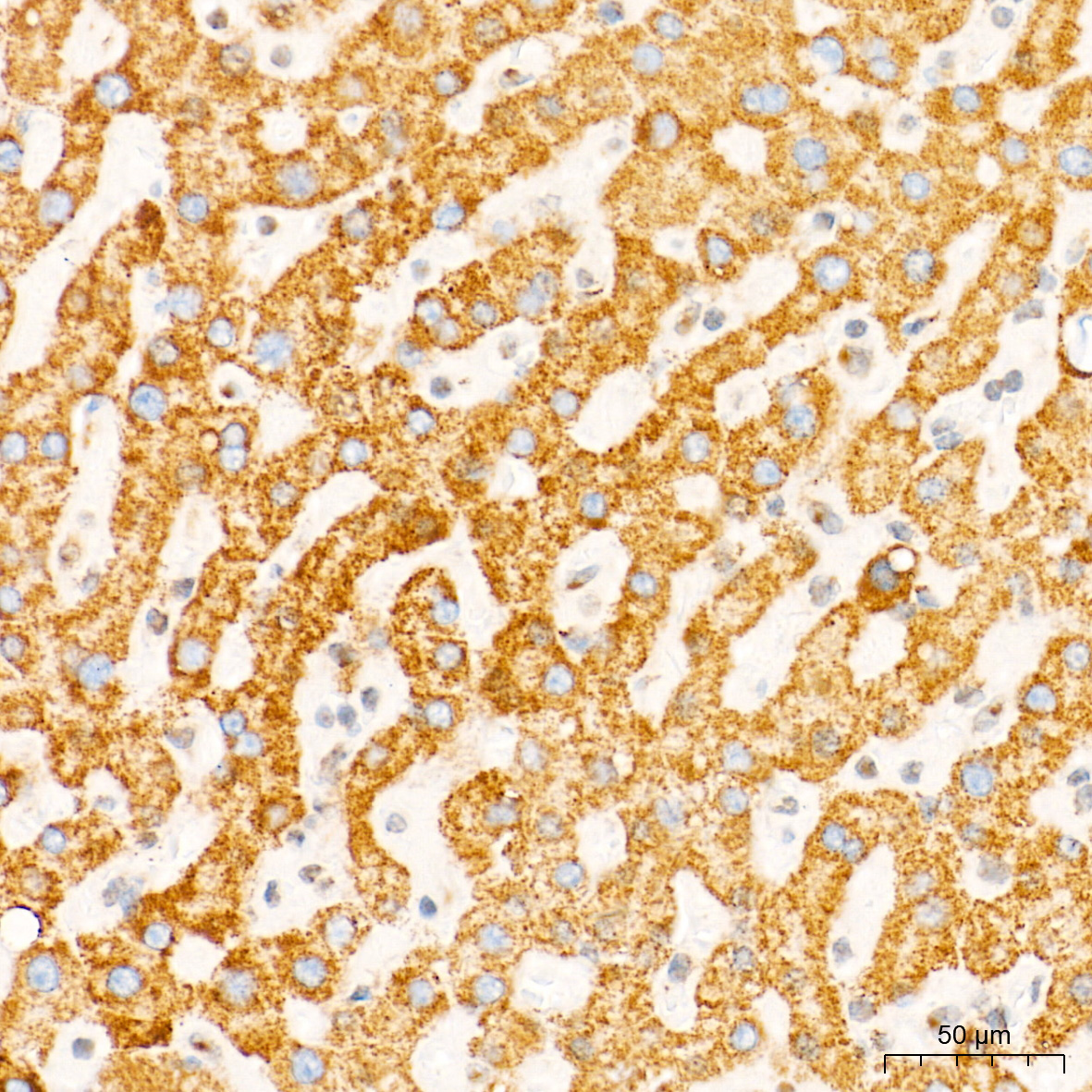 GM130 Rabbit mAb-Monoclonal Antibodies - ABclonal/拜爾國際(BioAb)