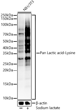 Pan Lactic acid-Lysine Rabbit mAb-Other Modified Antibodies - ABclonal ...