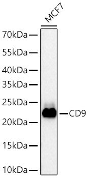 CD9 Rabbit mAb-Monoclonal Antibodies - ABclonal/拜爾國際(BioAb)