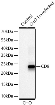 CD9 Rabbit mAb-Monoclonal Antibodies - ABclonal/拜爾國際(BioAb)