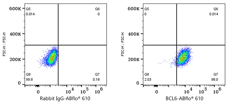 ABflo® 610 Rabbit anti-Human/Mouse BCL6 mAb-단일클론항체(mAb) - ABclonal