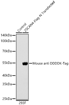 Mouse anti DDDDK-Tag mAb-Tag and Loading Control Antibodies - ABclonal ...