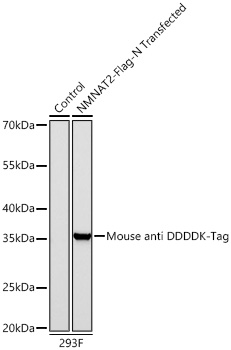 Mouse anti DDDDK-Tag mAb-Tag and Loading Control Antibodies - ABclonal ...