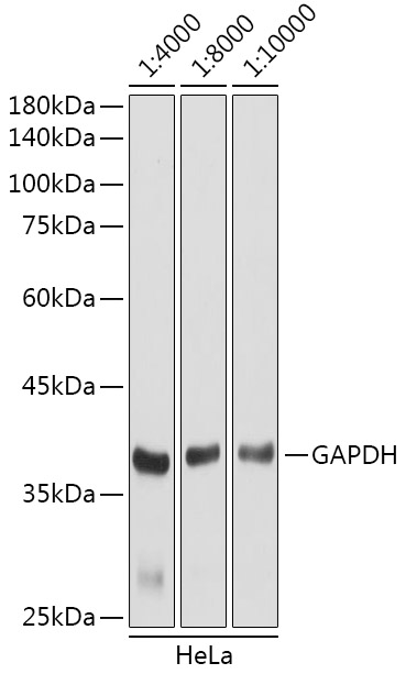 HRP-conjugated Goat anti-Rabbit IgG (H+L)-Secondary Antibodies ...
