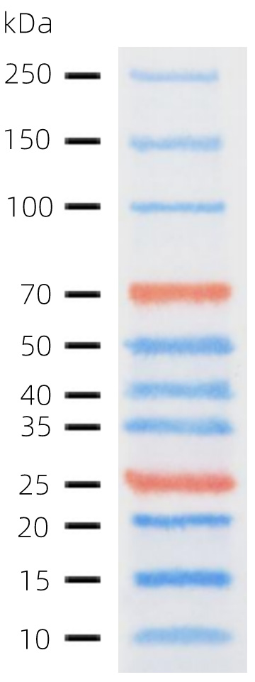 ColorMixed Protein Marker 250 (10-250 kDa) -HighGene Transfection ...