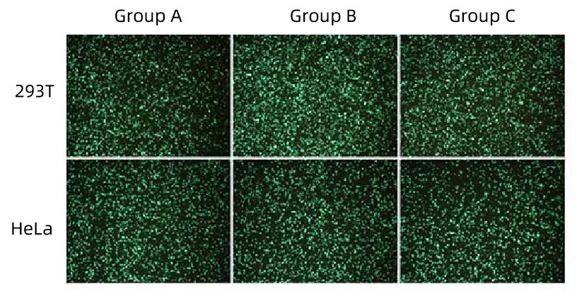 HighGene Transfection Reagent -HighGene Transfection reagent - ABclonal ...