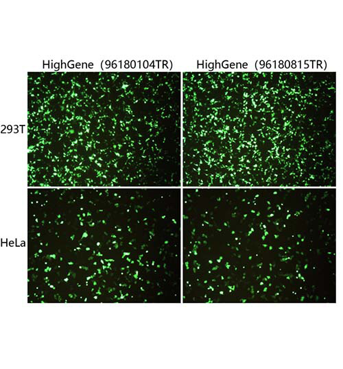 HighGene Transfection Reagent -HighGene Transfection reagent - ABclonal ...