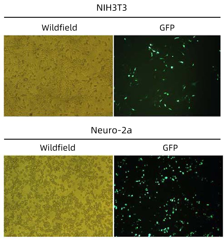 HighGene Transfection Reagent -HighGene Transfection reagent - ABclonal ...