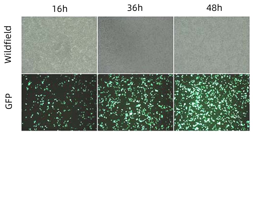 HighGene Transfection Reagent -HighGene Transfection reagent - ABclonal ...