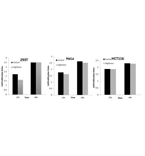HighGene Transfection Reagent -HighGene Transfection reagent - ABclonal ...