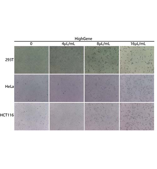 HighGene Transfection Reagent -HighGene Transfection reagent - ABclonal ...