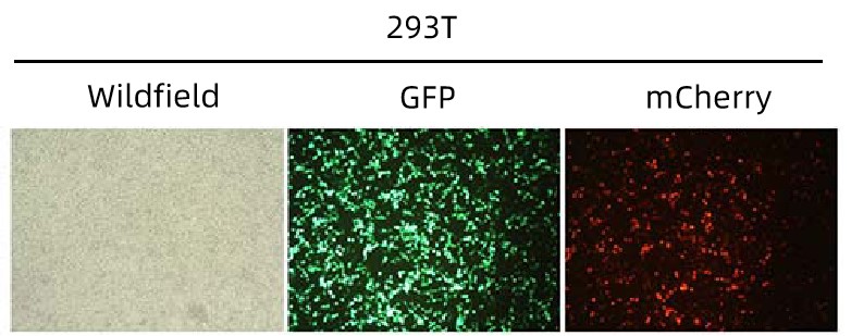HighGene Transfection Reagent -HighGene Transfection reagent - ABclonal ...