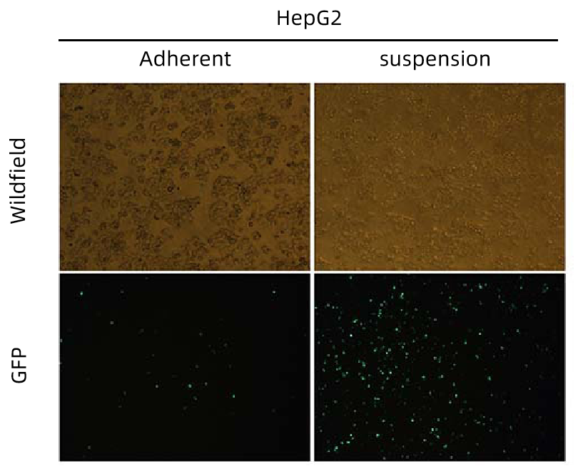 HighGene Transfection Reagent -HighGene Transfection reagent - ABclonal ...