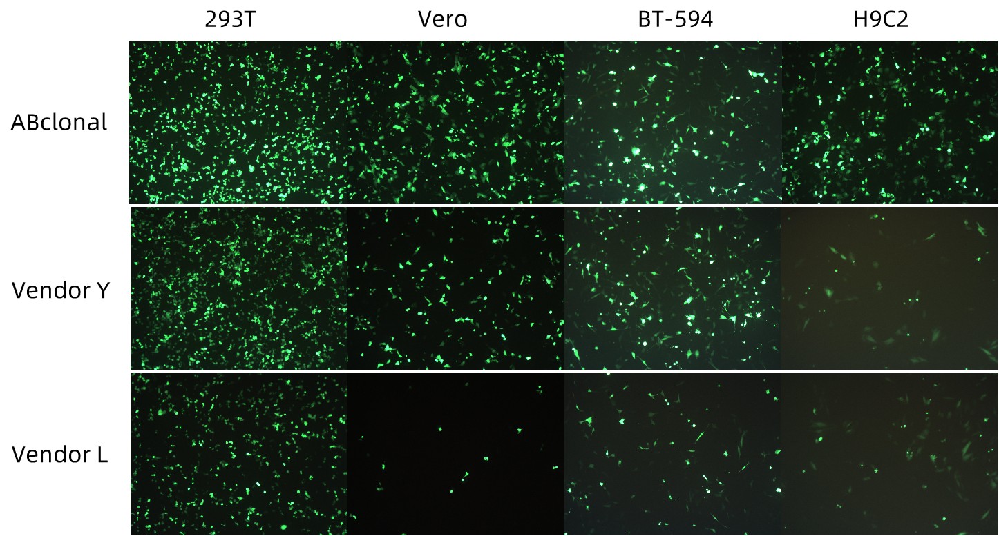HighGene Transfection Reagent -HighGene Transfection reagent - ABclonal ...
