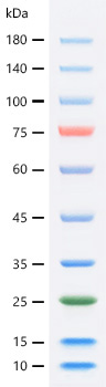 ColorMixed Protein Marker 180 (10-180 kDa) -단백질 마커 - ABclonal