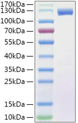 Recombinant Human FLT-3/FLK-2/CD135 Protein-Bio-Markers & CD Antigens ...
